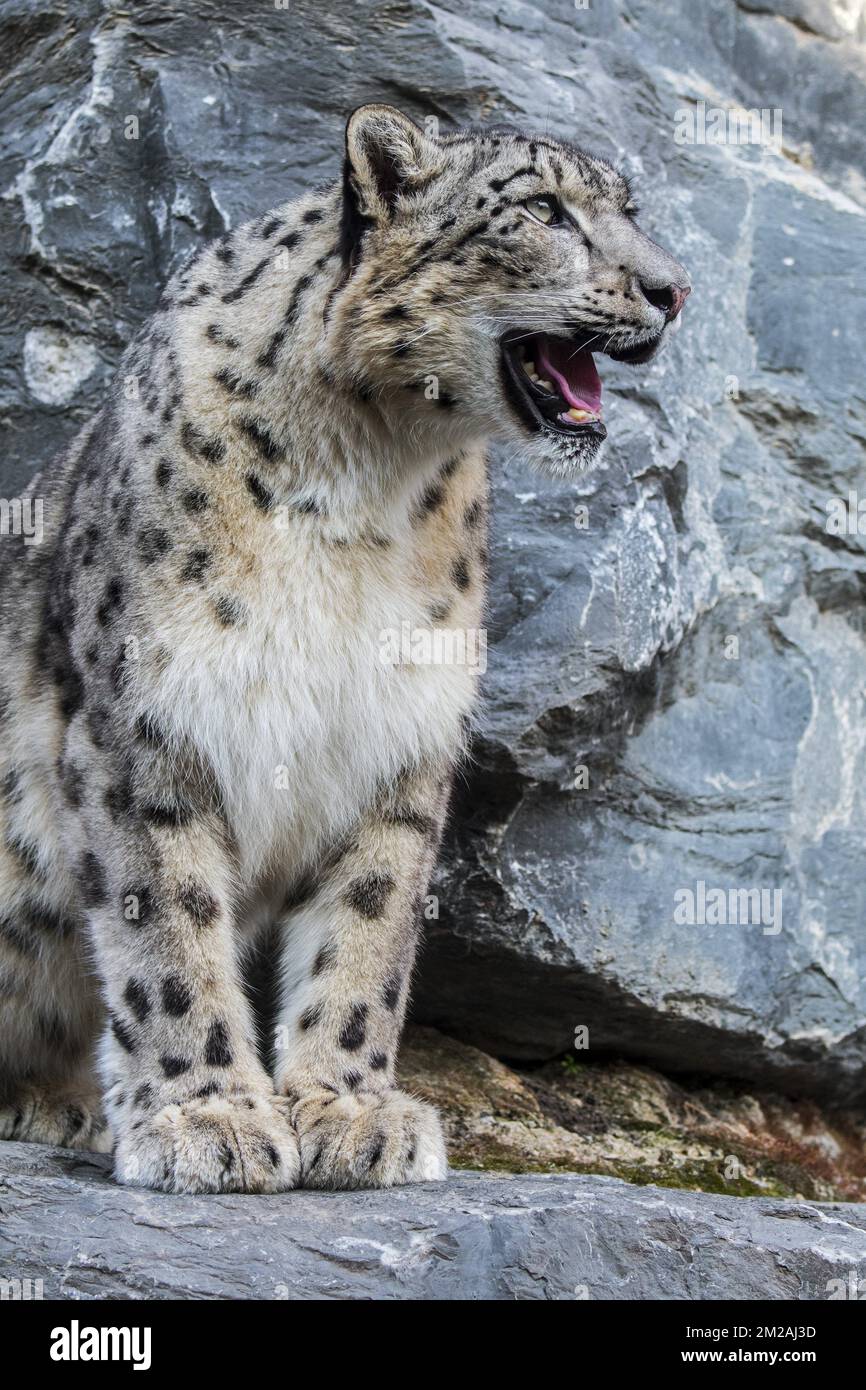 Snow leopard / ounce (Panthera uncia / Uncia uncia) looking for prey ...