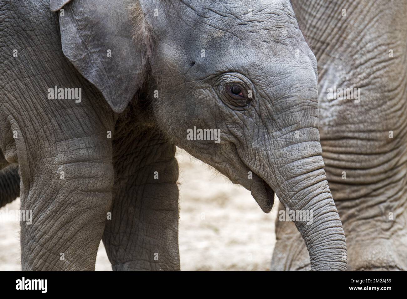 Close up of cute three week old calf in herd of Asian elephants ...