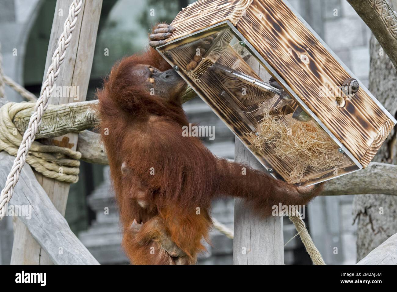 Sumatran orangutan / orang-utan (Pongo abelii) female with baby eating ...