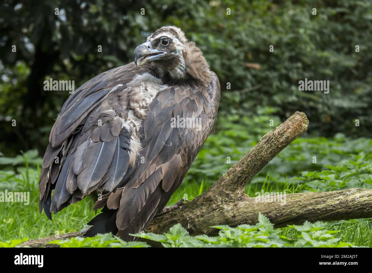 Cinereous vulture / monk vulture / Eurasian black vulture (Aegypius ...