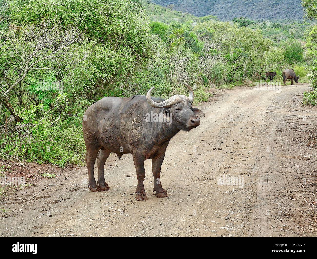 Buffalo in the Savanah | Buffle dans la savane 03/08/2017 Stock Photo ...
