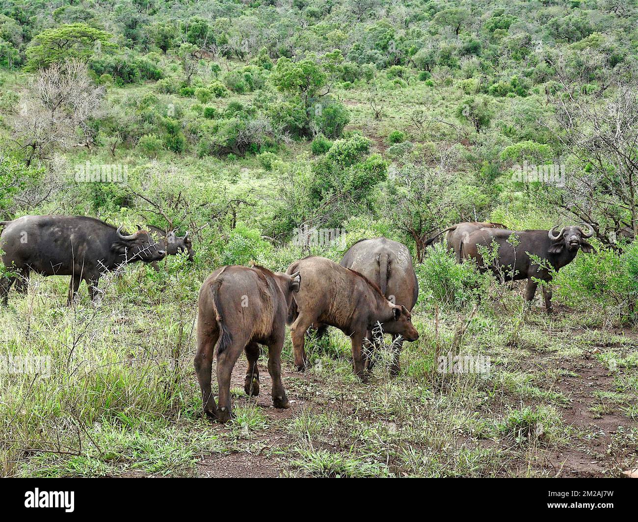 Animal dans la savane hi-res stock photography and images - Alamy