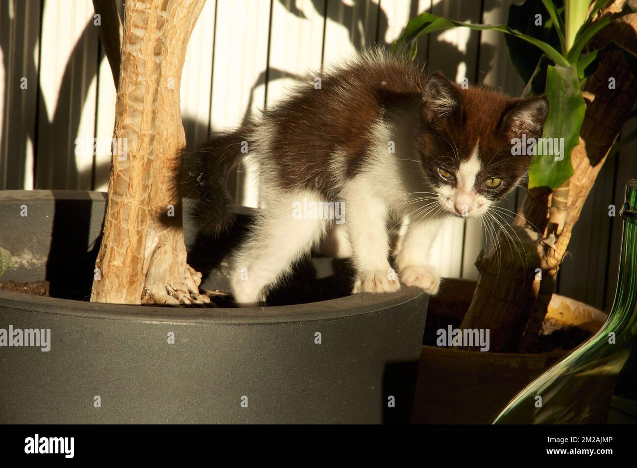 Jeune chaton hi-res stock photography and images - Alamy