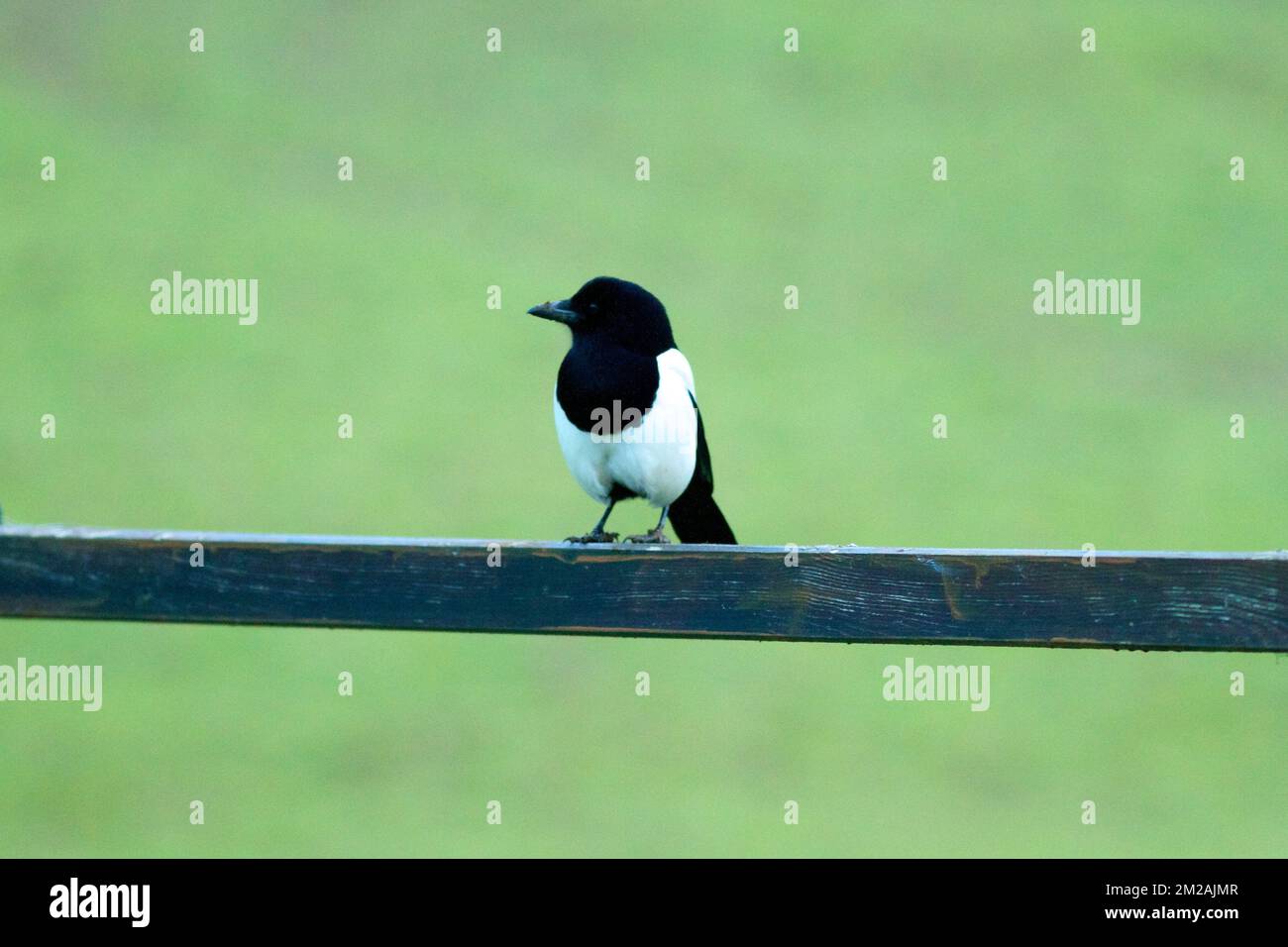 Oiseau pie hi-res stock photography and images - Alamy