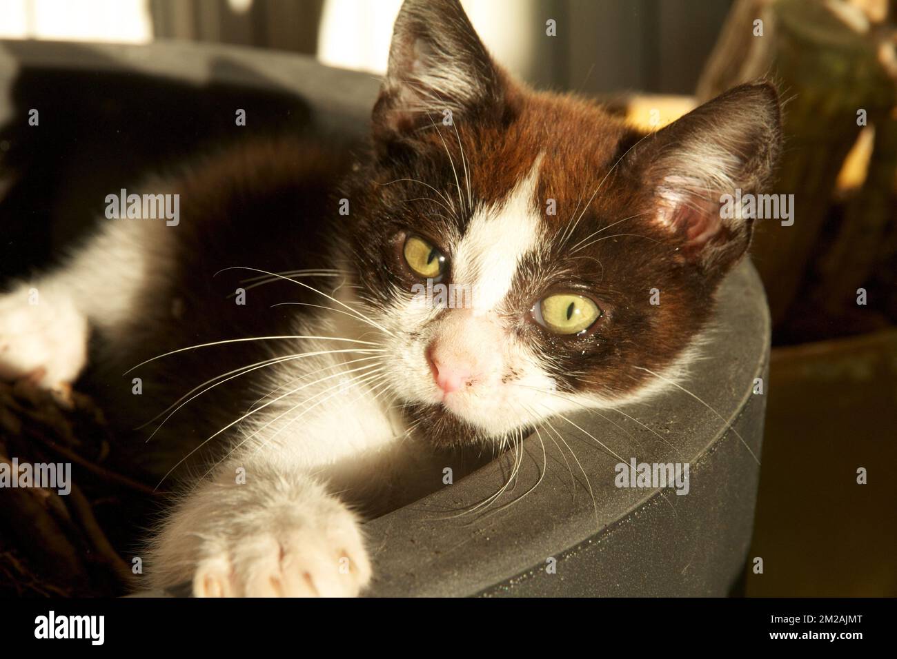 Jeune chaton hi-res stock photography and images - Alamy