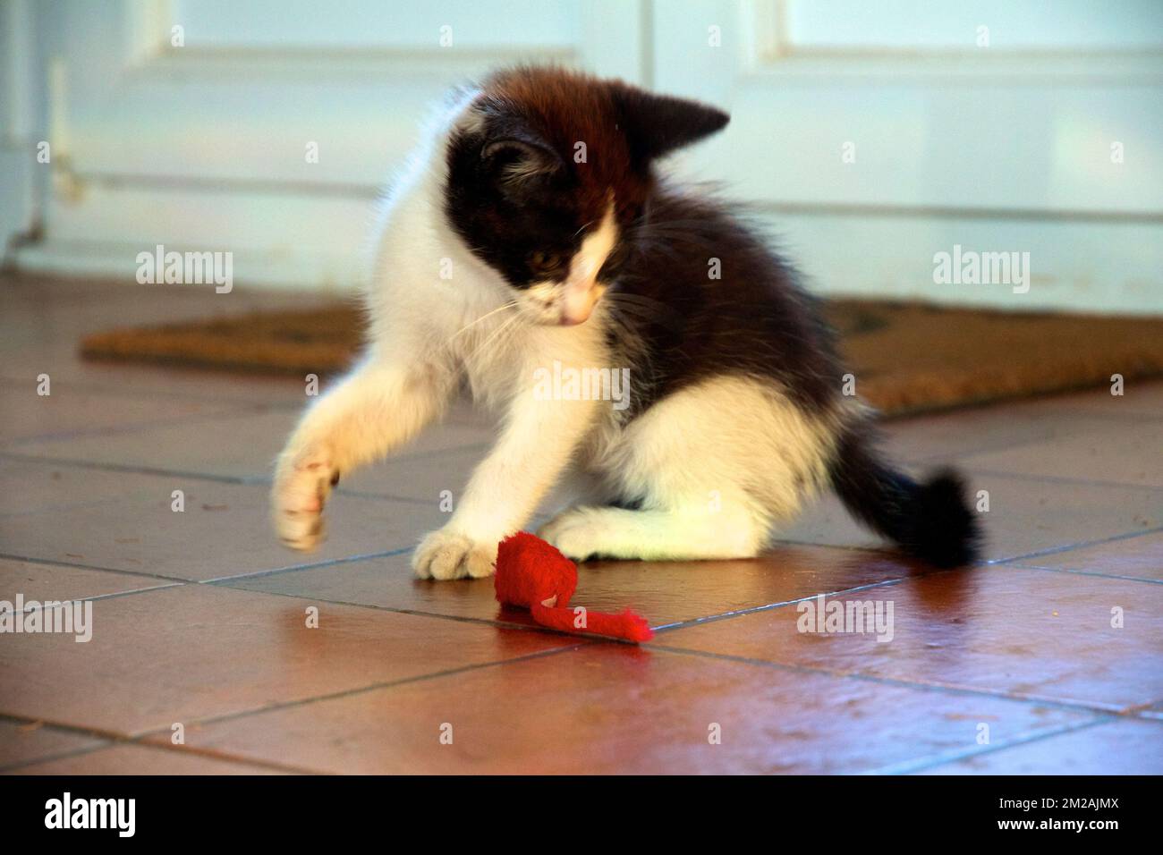 Kitten | Chaton 06/08/2017 Stock Photo - Alamy