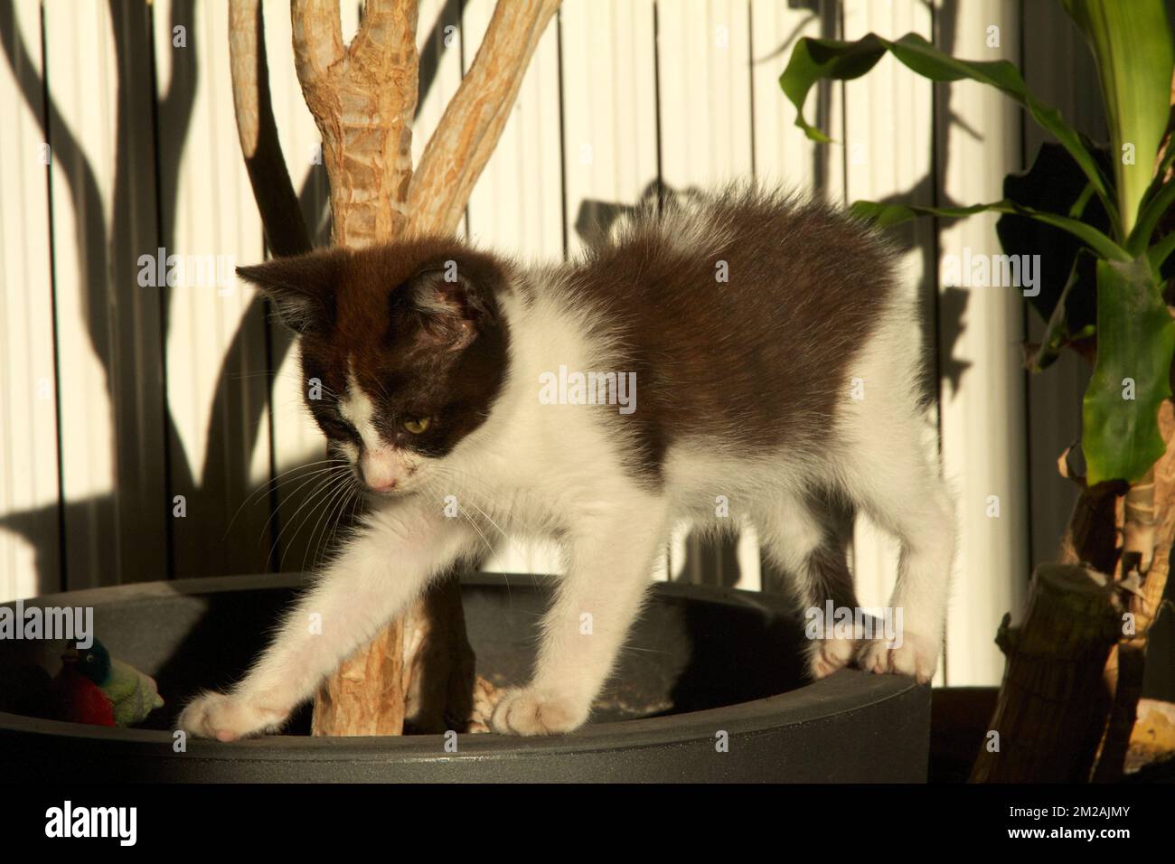 Jeune chaton hi-res stock photography and images - Alamy