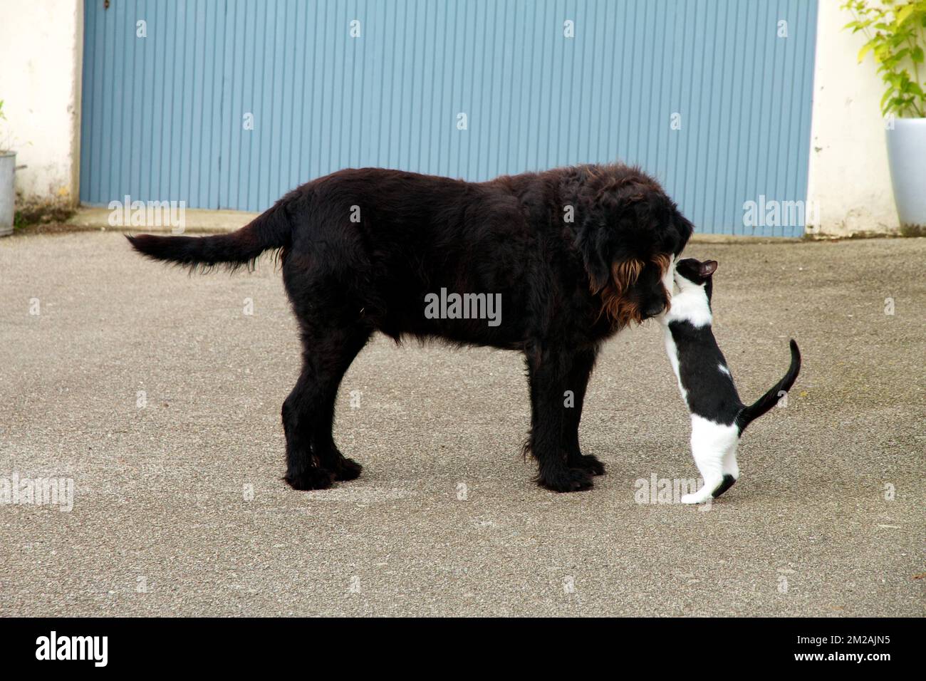 Dog and cat | Chien et chat 25/09/2017 Stock Photo - Alamy
