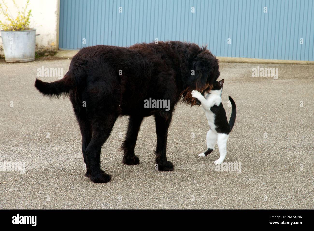 Dog and cat | Chien et chat 25/09/2017 Stock Photo - Alamy