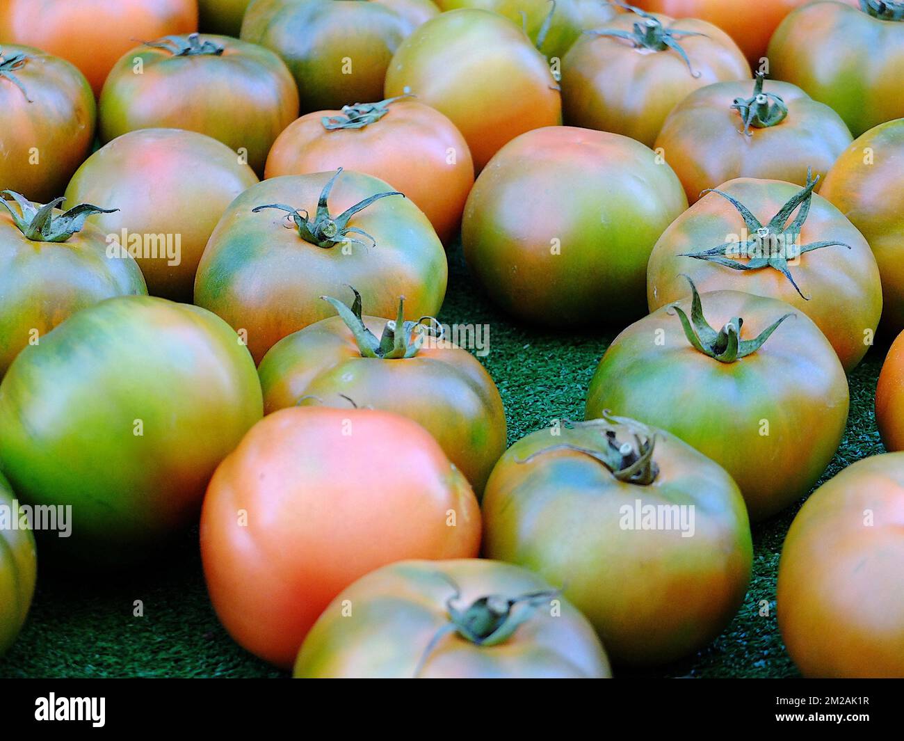 The tomato in all its states | La tomate dans tous ses états 27/10/2017 ...