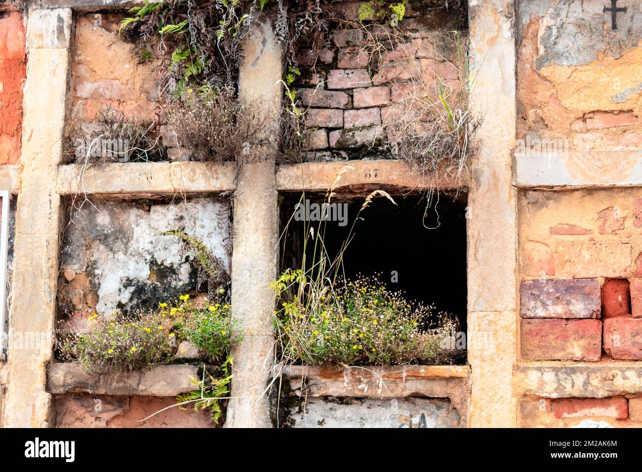 Old Columbarium with tomb opened plants and moss into a cemetery Stock ...
