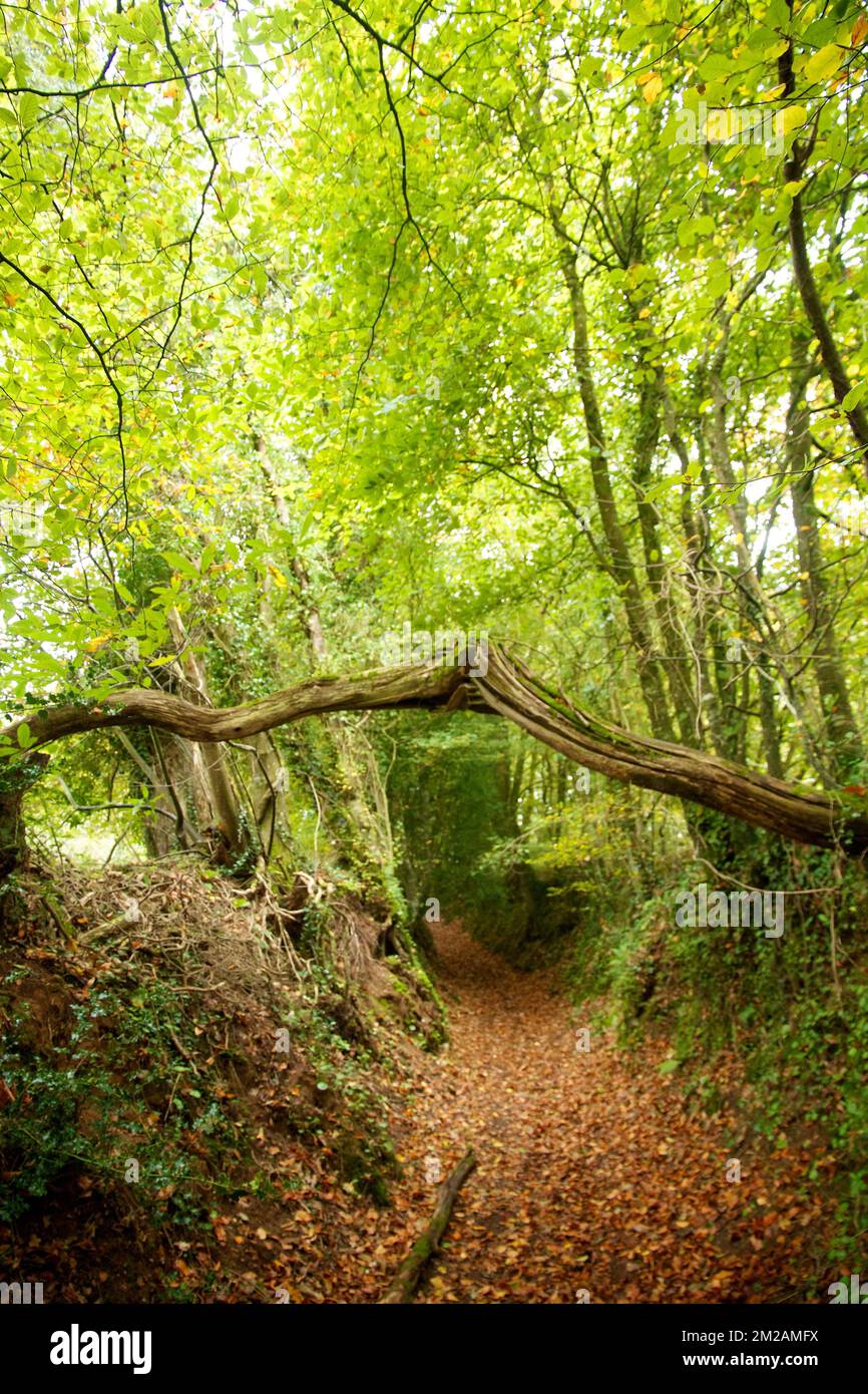 Arbres creux hi-res stock photography and images - Alamy