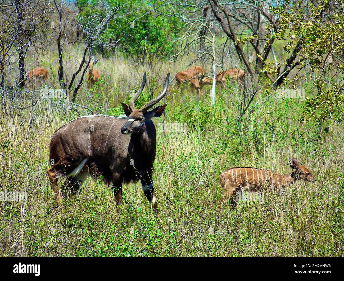 Antilope in the bush | Antilope dans la brousse 05/08/2017 Stock Photo ...