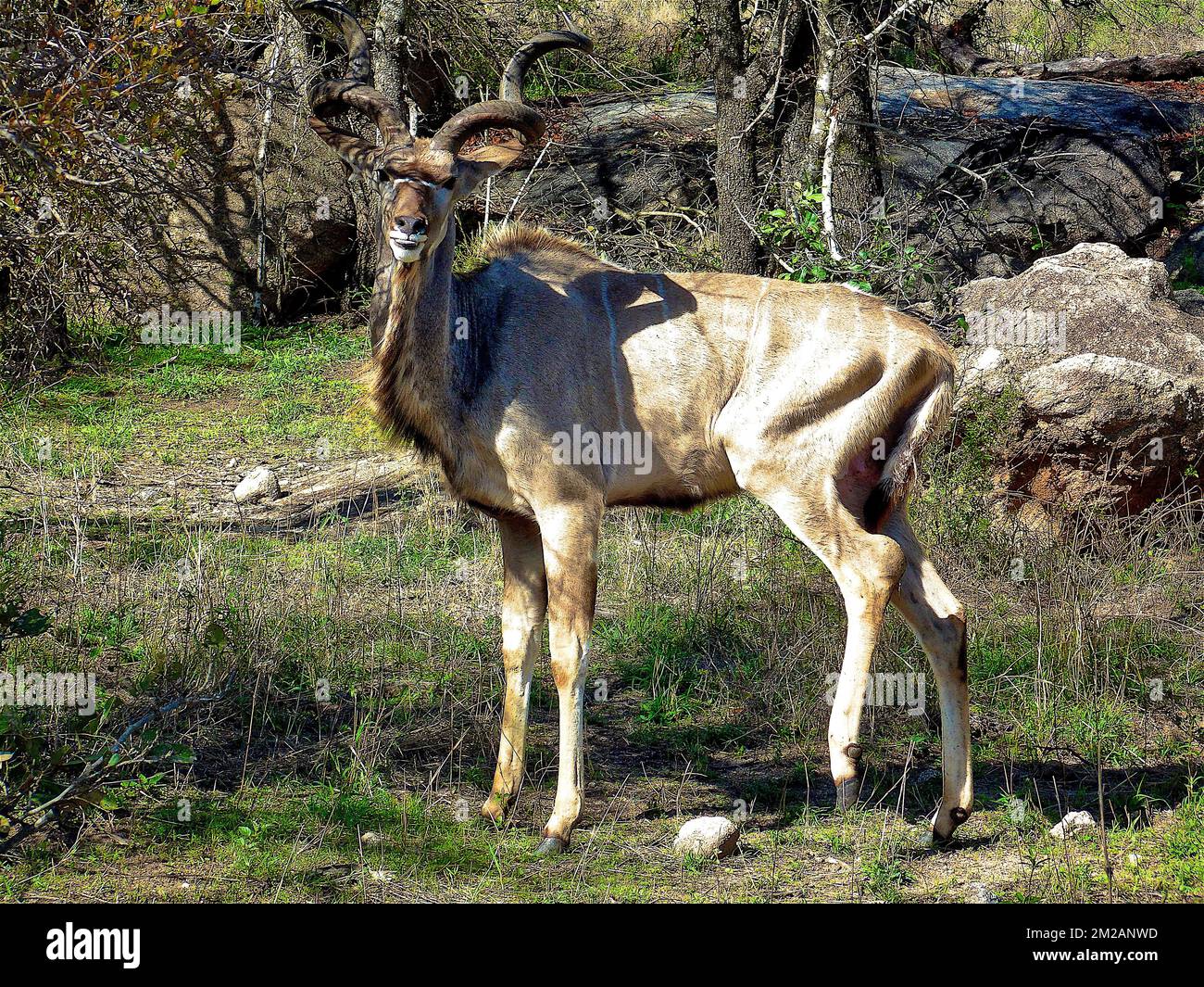 Antilope in the bush | Antilope dans la brousse 05/08/2017 Stock Photo ...