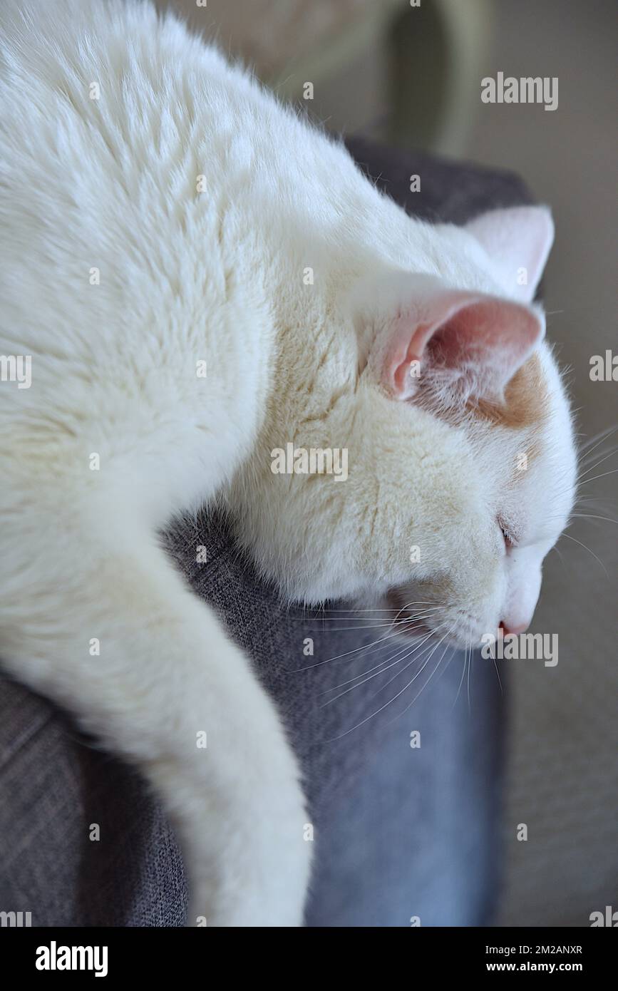 Animaux domestique hi-res stock photography and images - Alamy