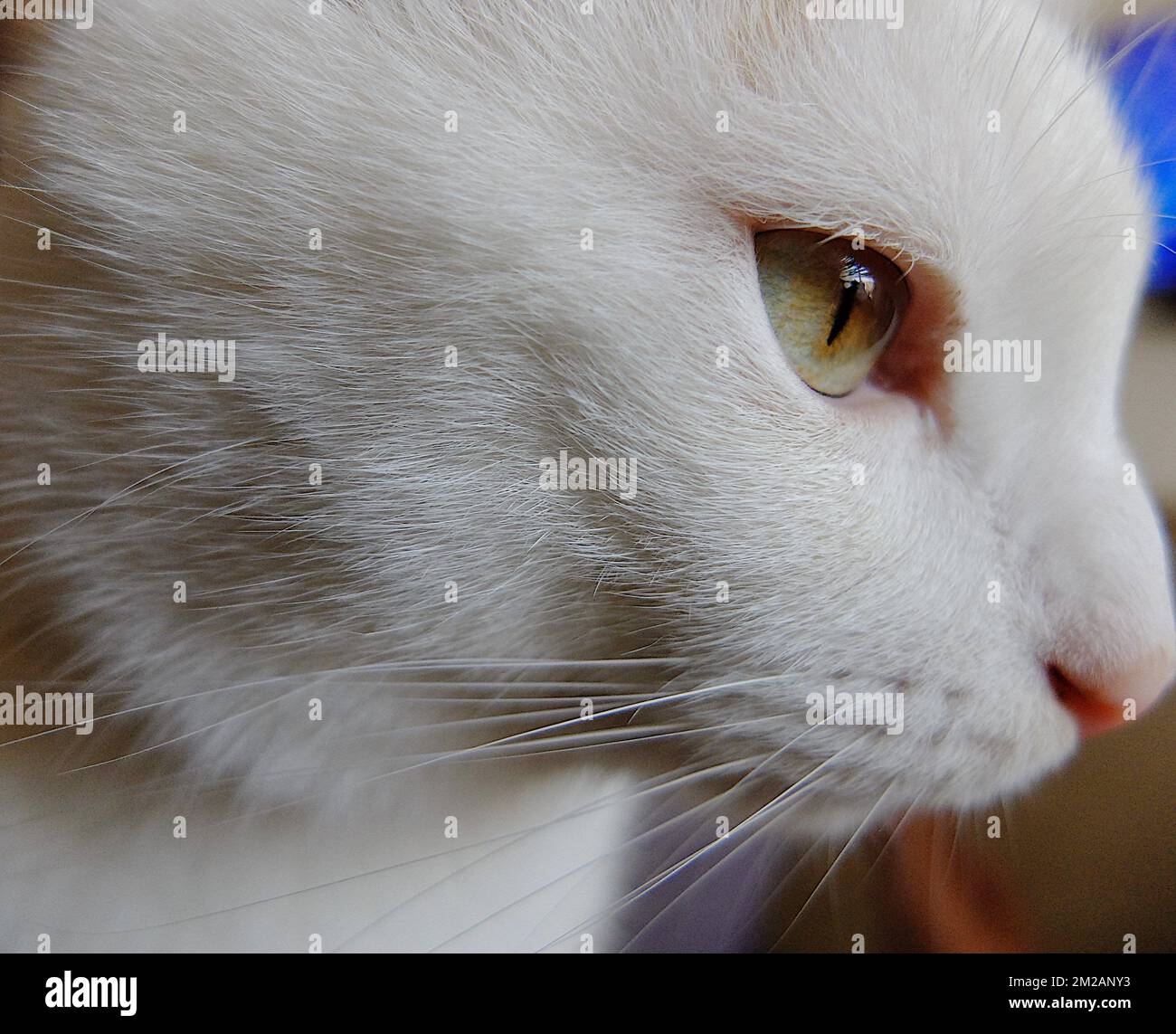 Animaux domestique hi-res stock photography and images - Alamy