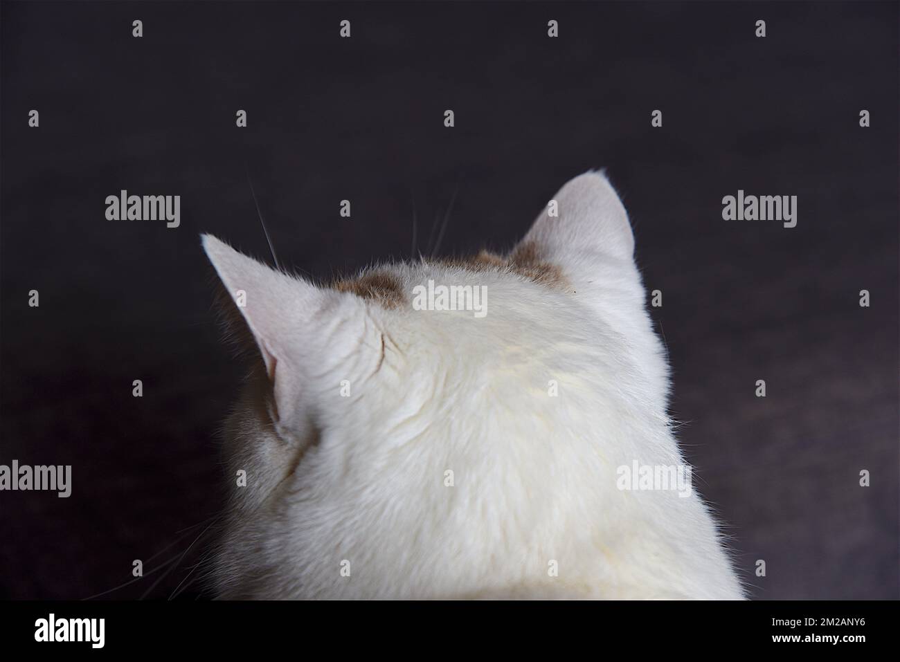 Animaux domestique hi-res stock photography and images - Alamy