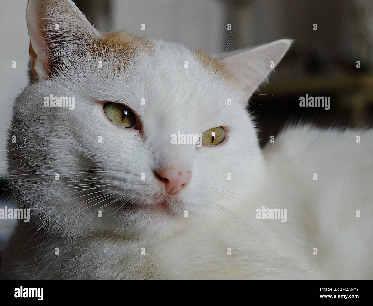 Animaux domestique hi-res stock photography and images - Alamy