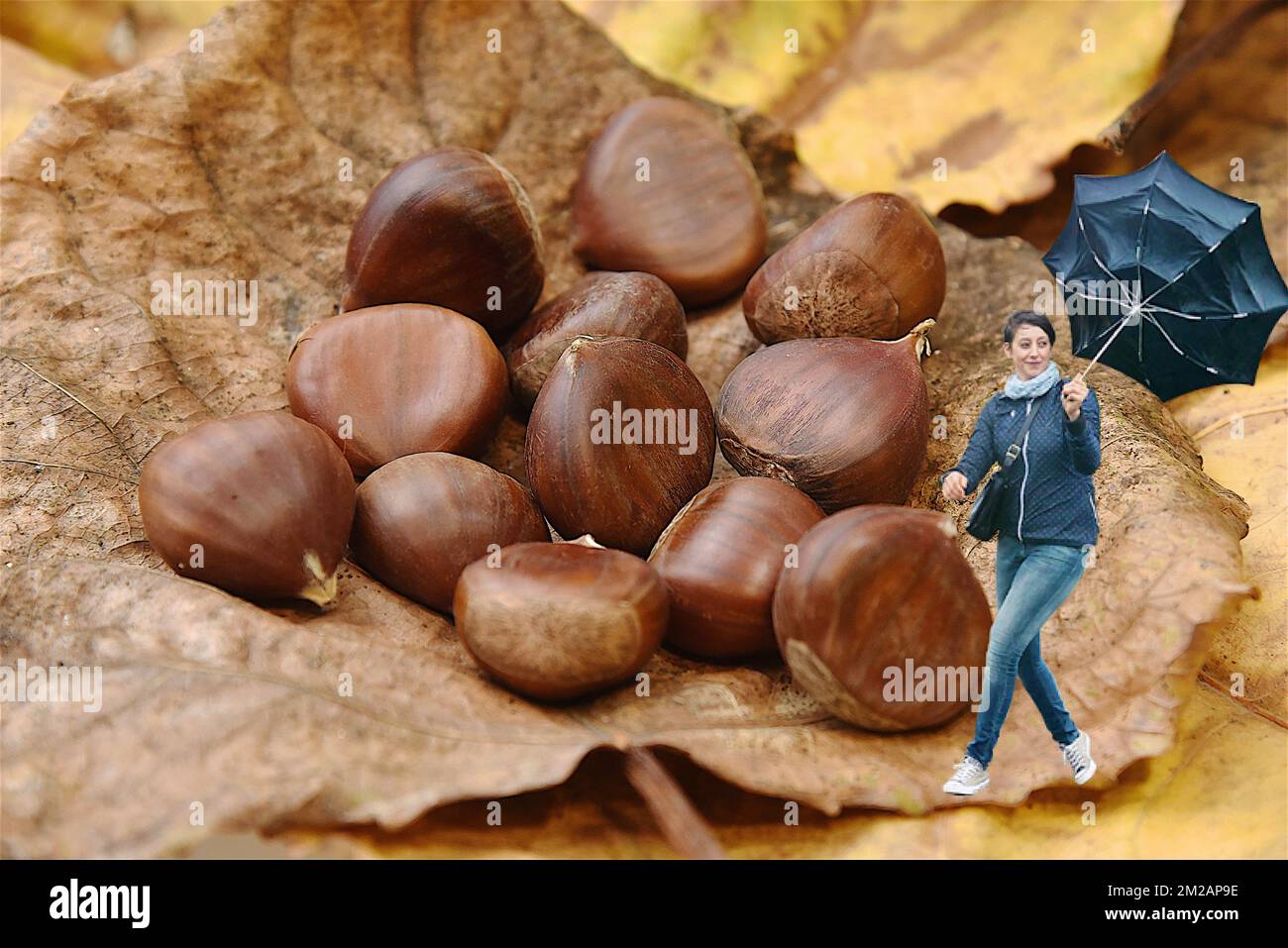 Automne fruits | Fruits d'automne 04/11/2017 Stock Photo - Alamy