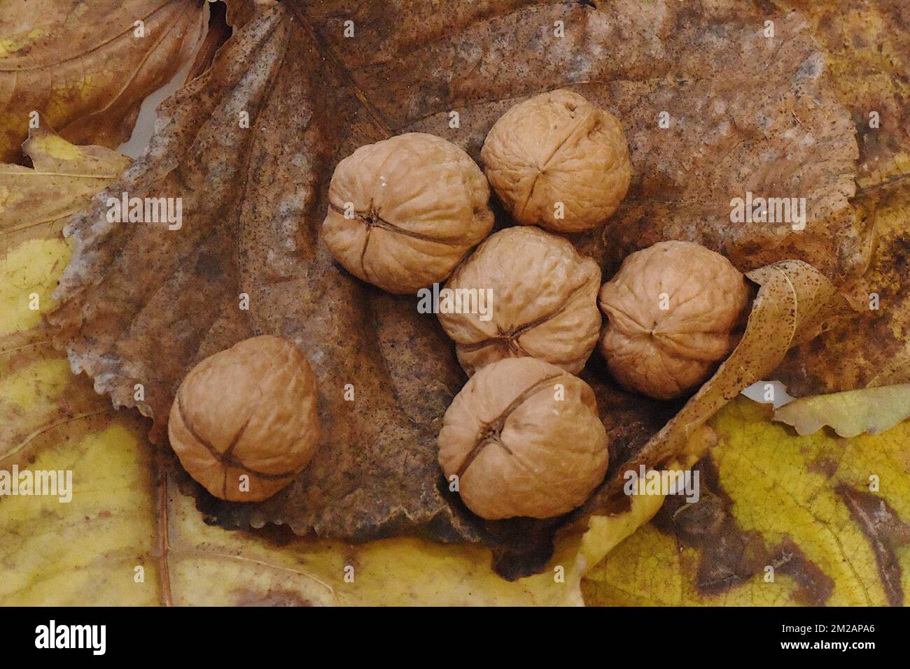 Automne fruits | Fruits d'automne 04/11/2017 Stock Photo - Alamy