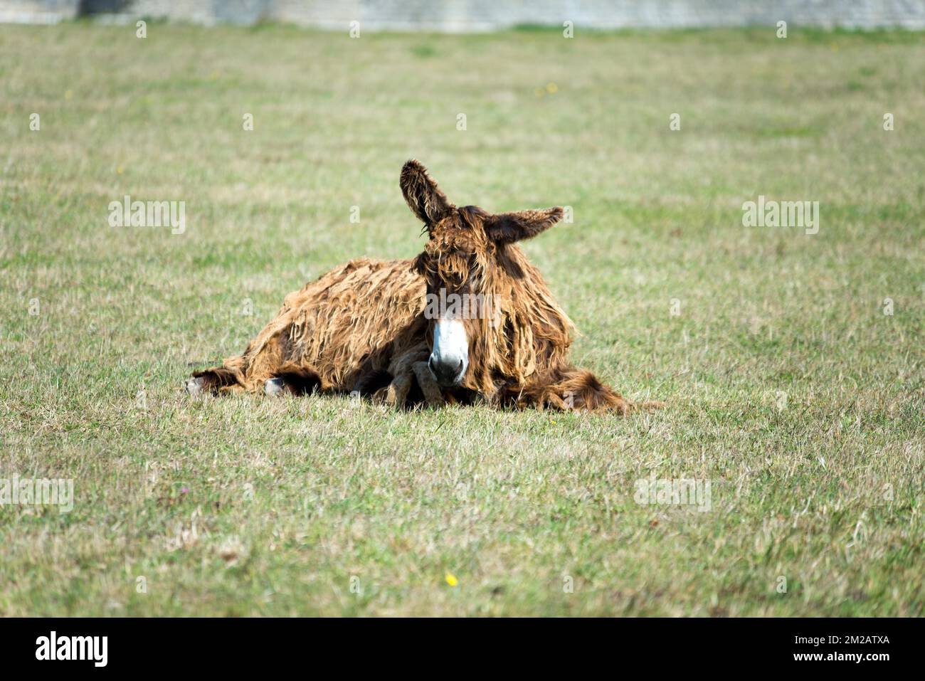 Poitoux hi-res stock photography and images - Alamy