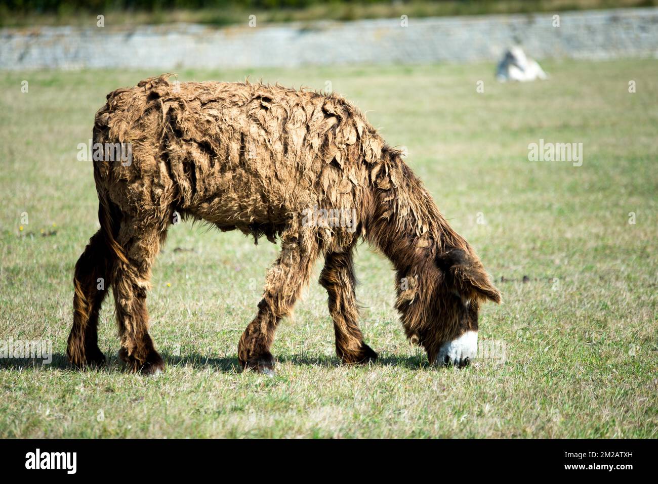 Donkey of the Poitoux. | Ane du Poitoux. 05/05/2016 Stock Photo - Alamy