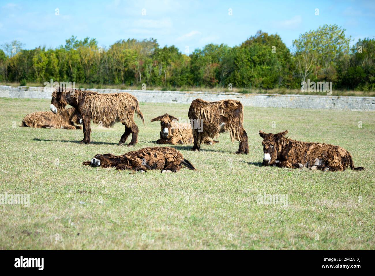 Poitoux hi-res stock photography and images - Alamy