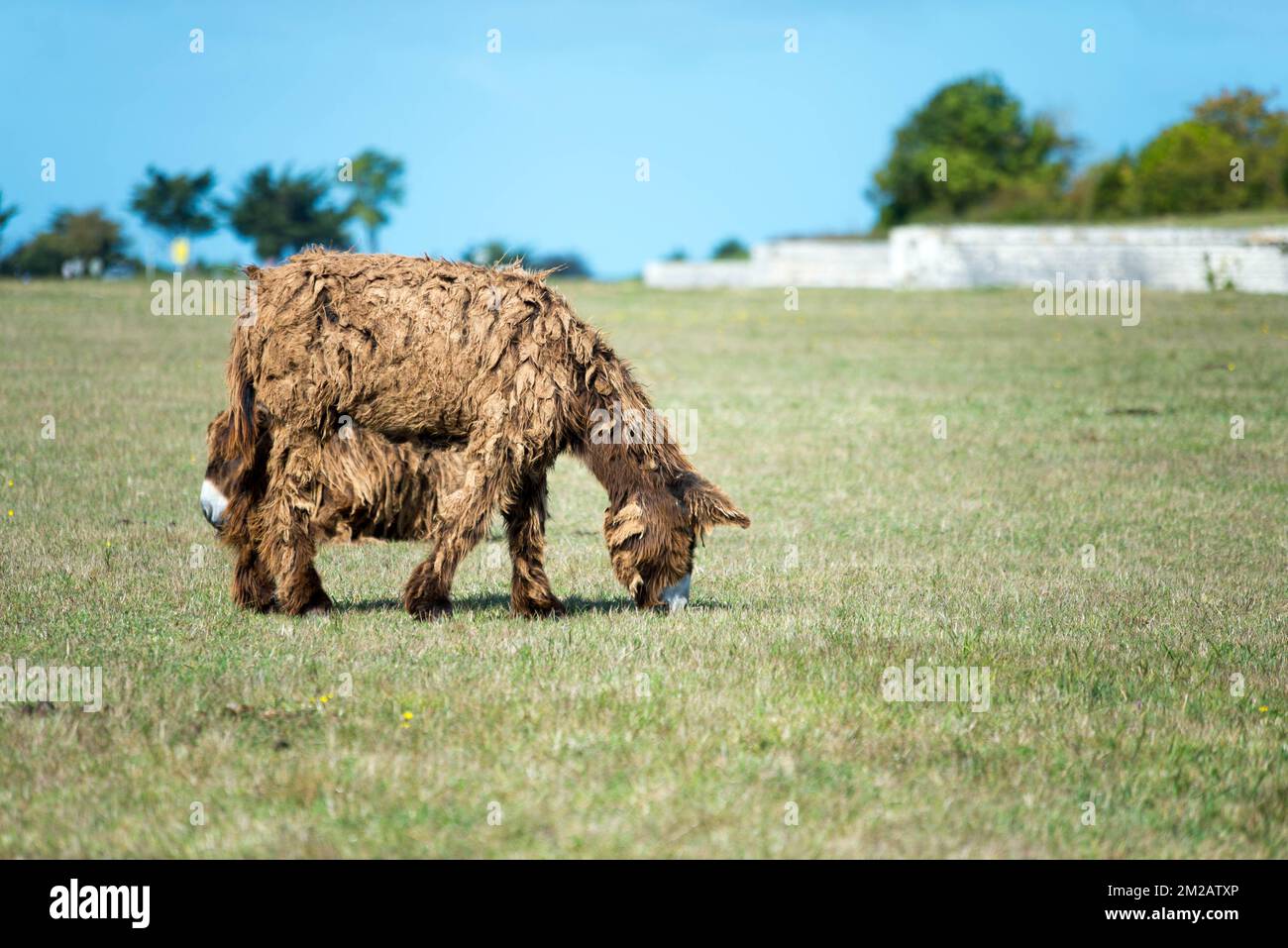 Poitoux hi-res stock photography and images - Alamy