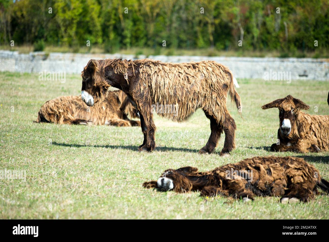 Poitoux hi-res stock photography and images - Alamy