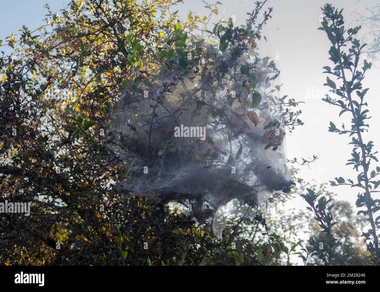 Close up to a big spider web nest in the bottom of a young tree at ...