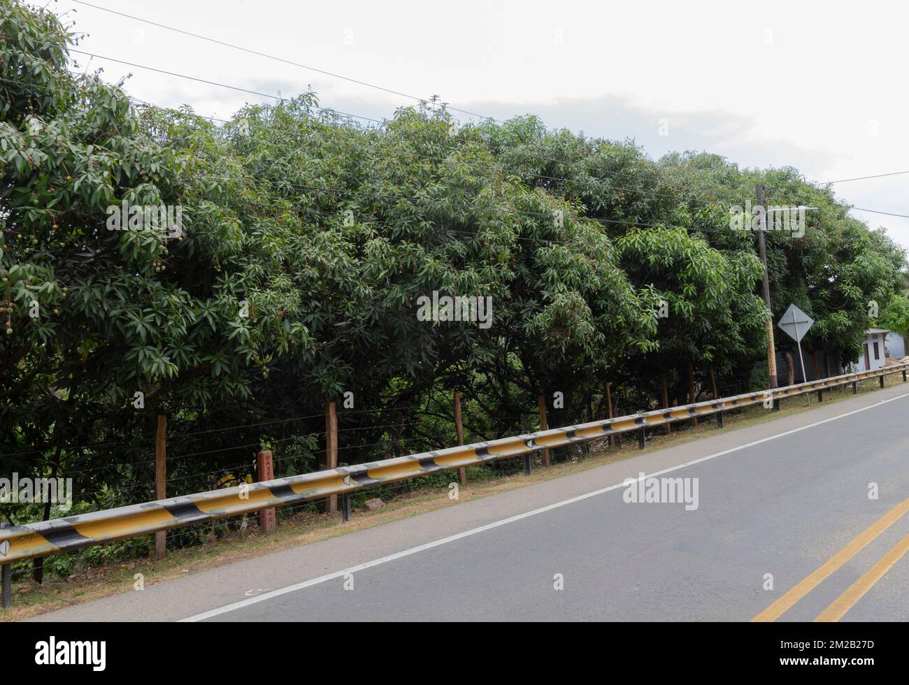 Colombian Sun route Highway viewed from a bus with endemic vegetation ...