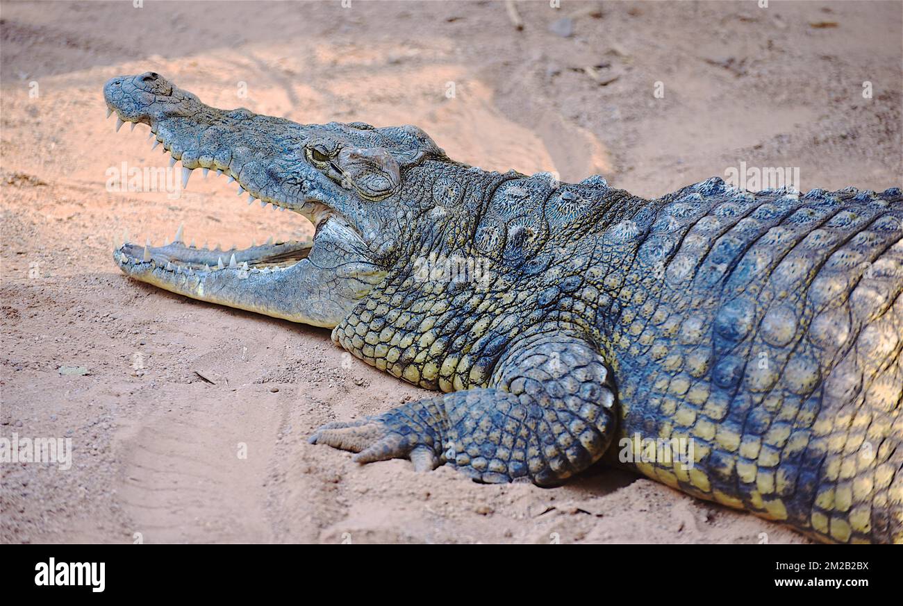 Crocodiliens hi-res stock photography and images - Alamy