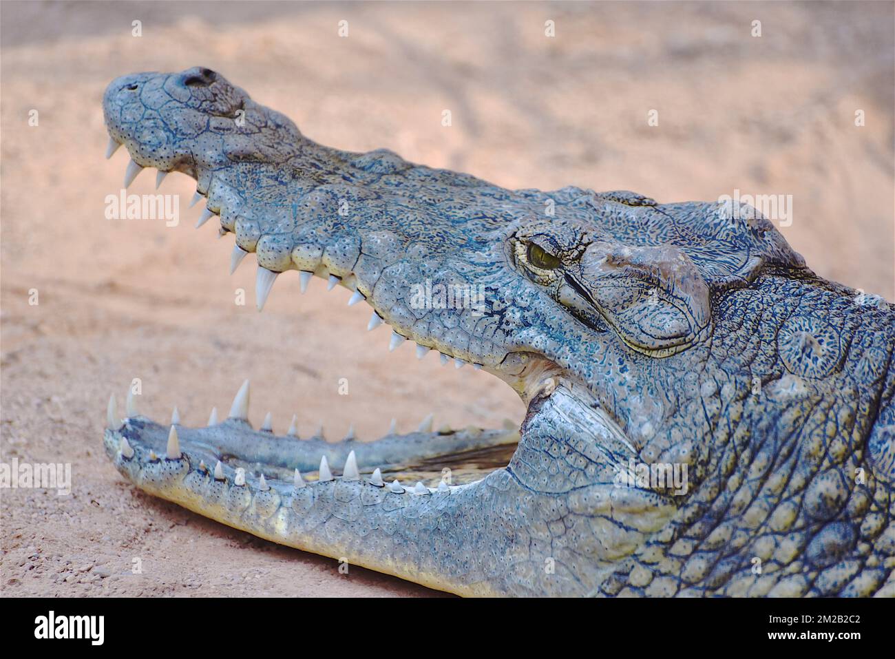 Crocodiliens hi-res stock photography and images - Alamy