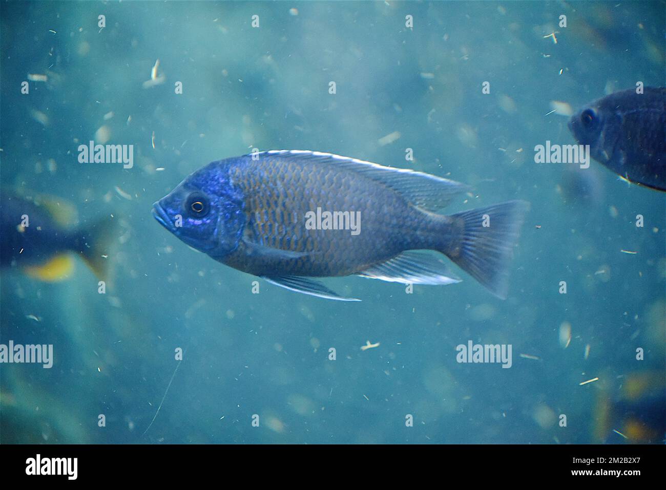Lake Malawi Cichlids | Cichlidés du Lac Malawi 16/11/2017 Stock Photo ...