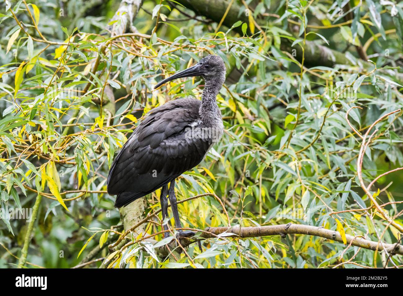 Hadeda ibis (Bostrychia hagedash) native to Sub-Saharan Africa | Ibis ...