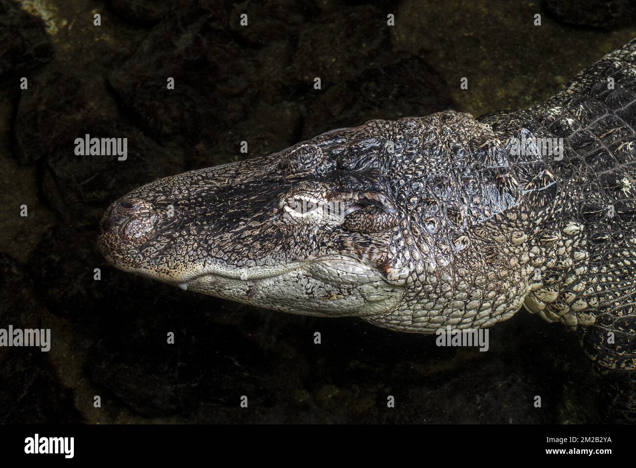 American alligator / gator / common alligator (Alligator ...