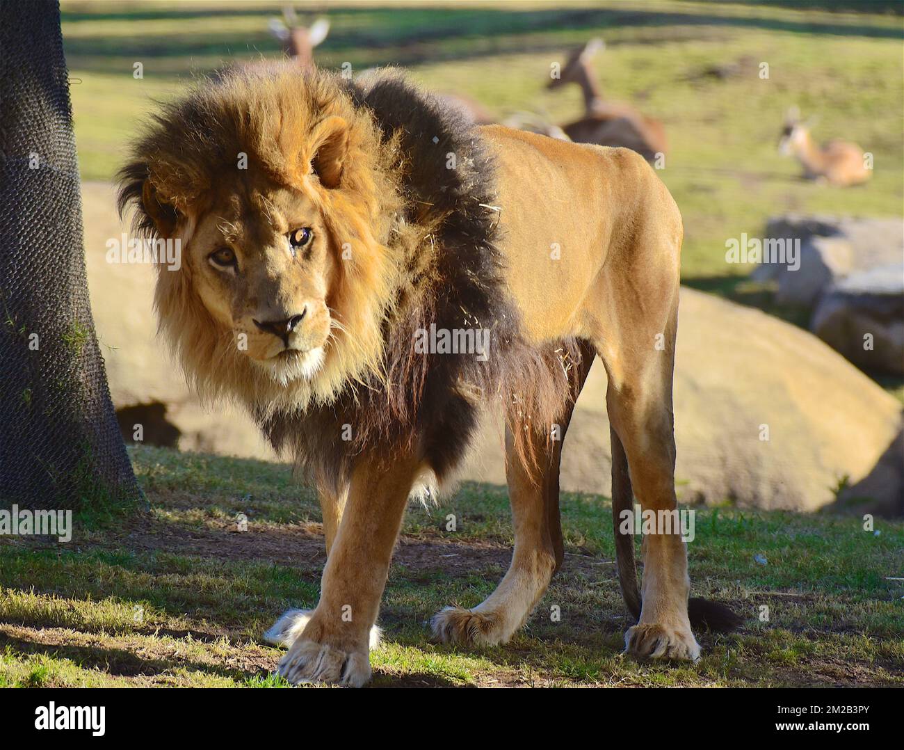 News animals lions hi-res stock photography and images - Alamy