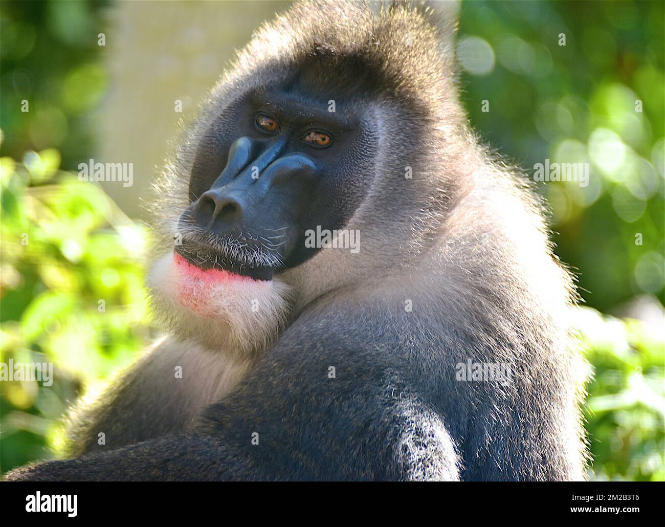 Portrait of baboon | Portrait de babouin 16/11/2017 Stock Photo - Alamy