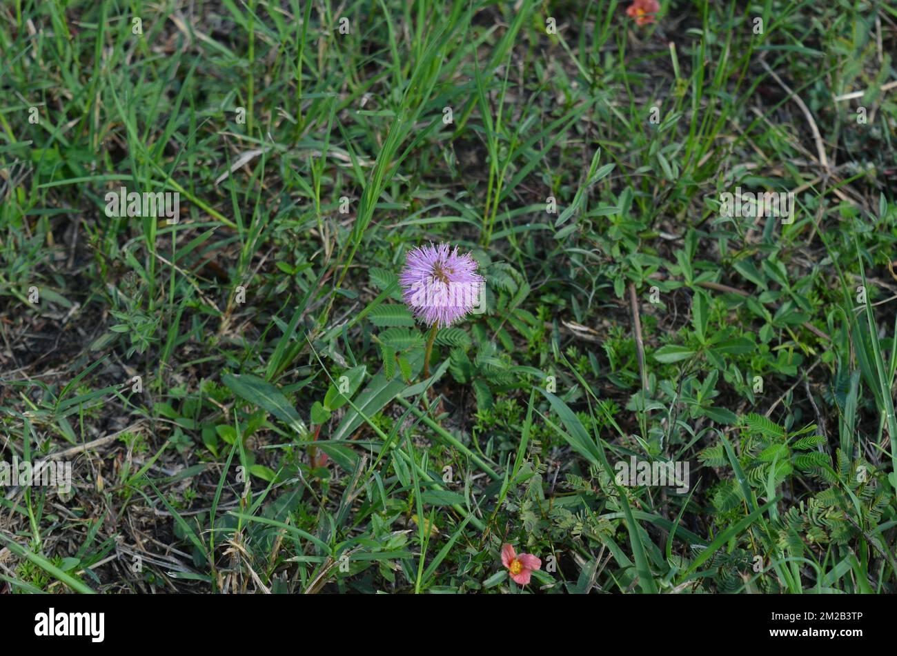 One Pink Sunshine Mimosa growing in field of grass and mimosa leaves ...