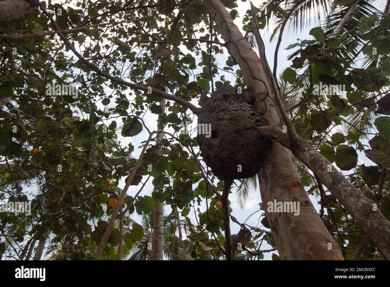 Wasp nest builded at the palm beach trunk Stock Photo - Alamy Wasp nest builded at the palm beach trunk Stock Photo - Alamy