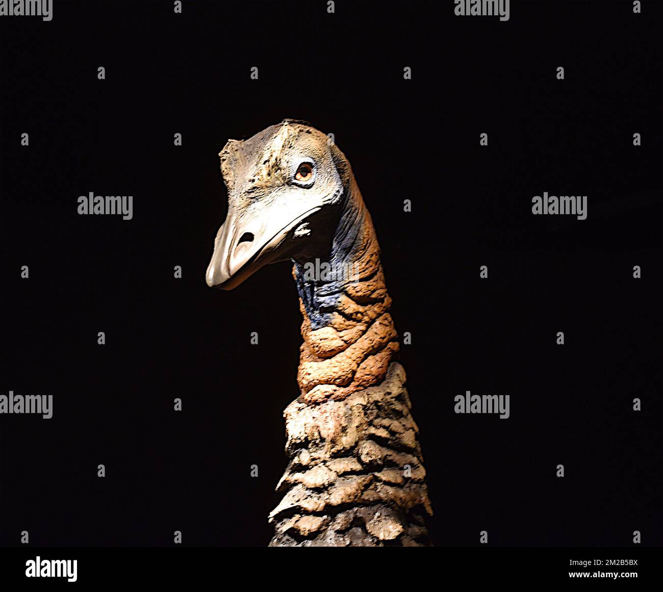 Missing birds of Madagascar | Oiseaux disparus de Madagascar 16/11/2017 ...