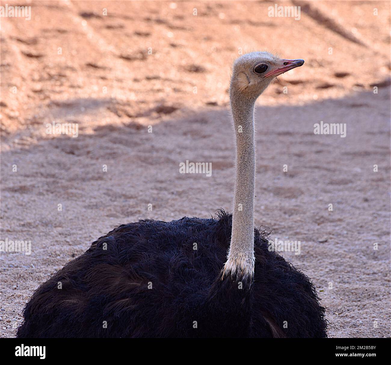 Autruche africaine hi-res stock photography and images - Alamy