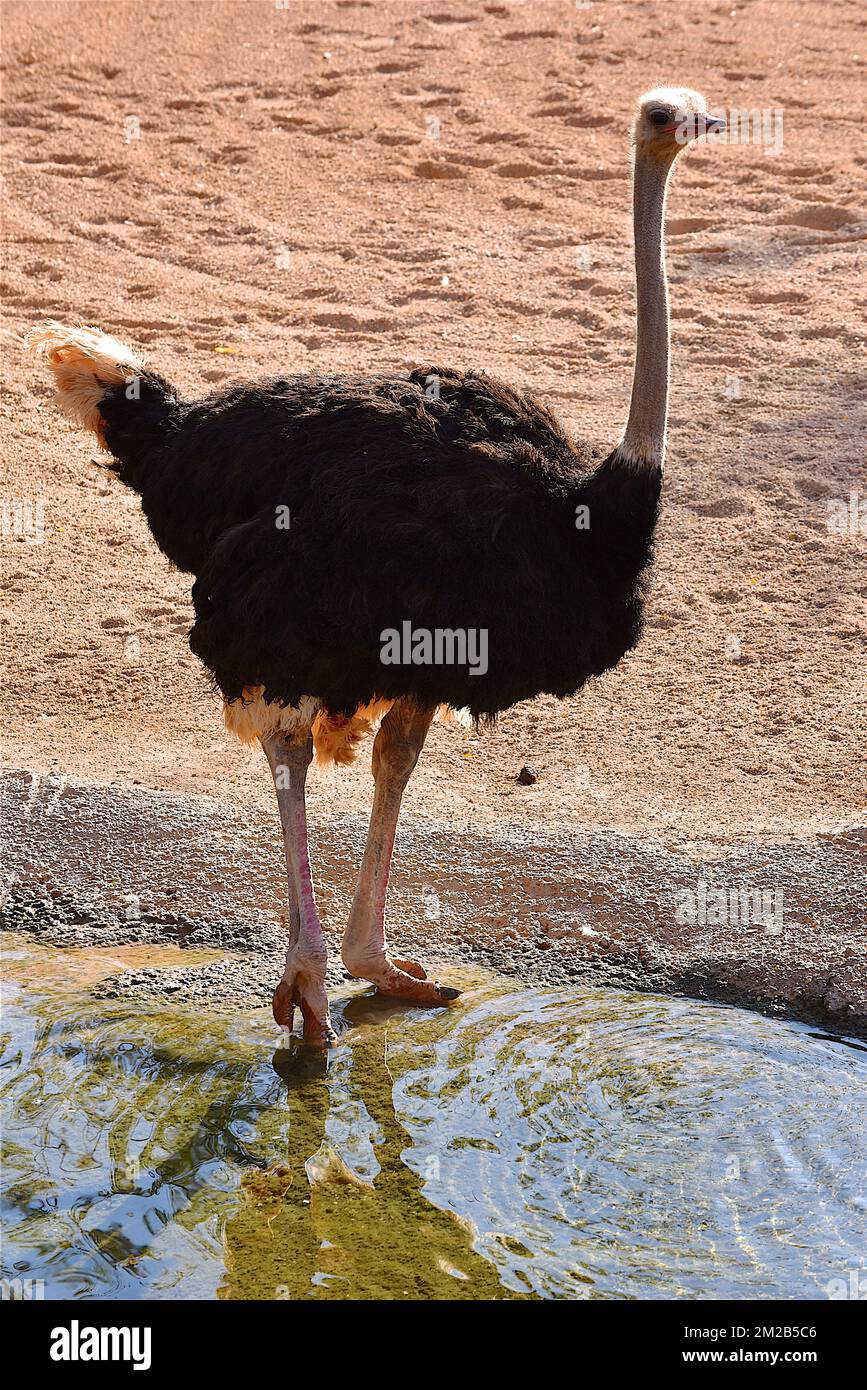 Autruche africaine hi-res stock photography and images - Alamy