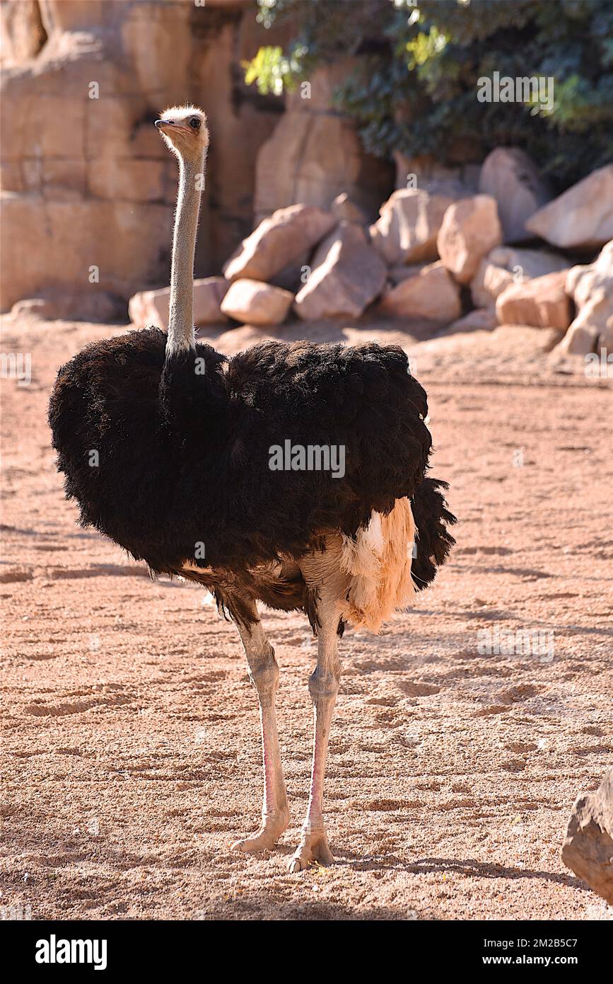 Autruche africaine hi-res stock photography and images - Alamy