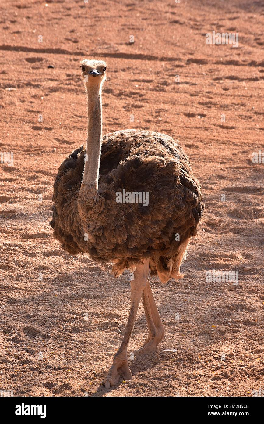 Autruche africaine hi-res stock photography and images - Alamy