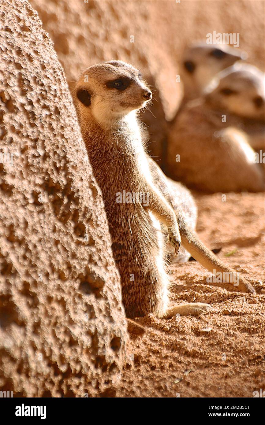 Suricate sentinels of the desert | Suricates sentinelles du désert 16 ...