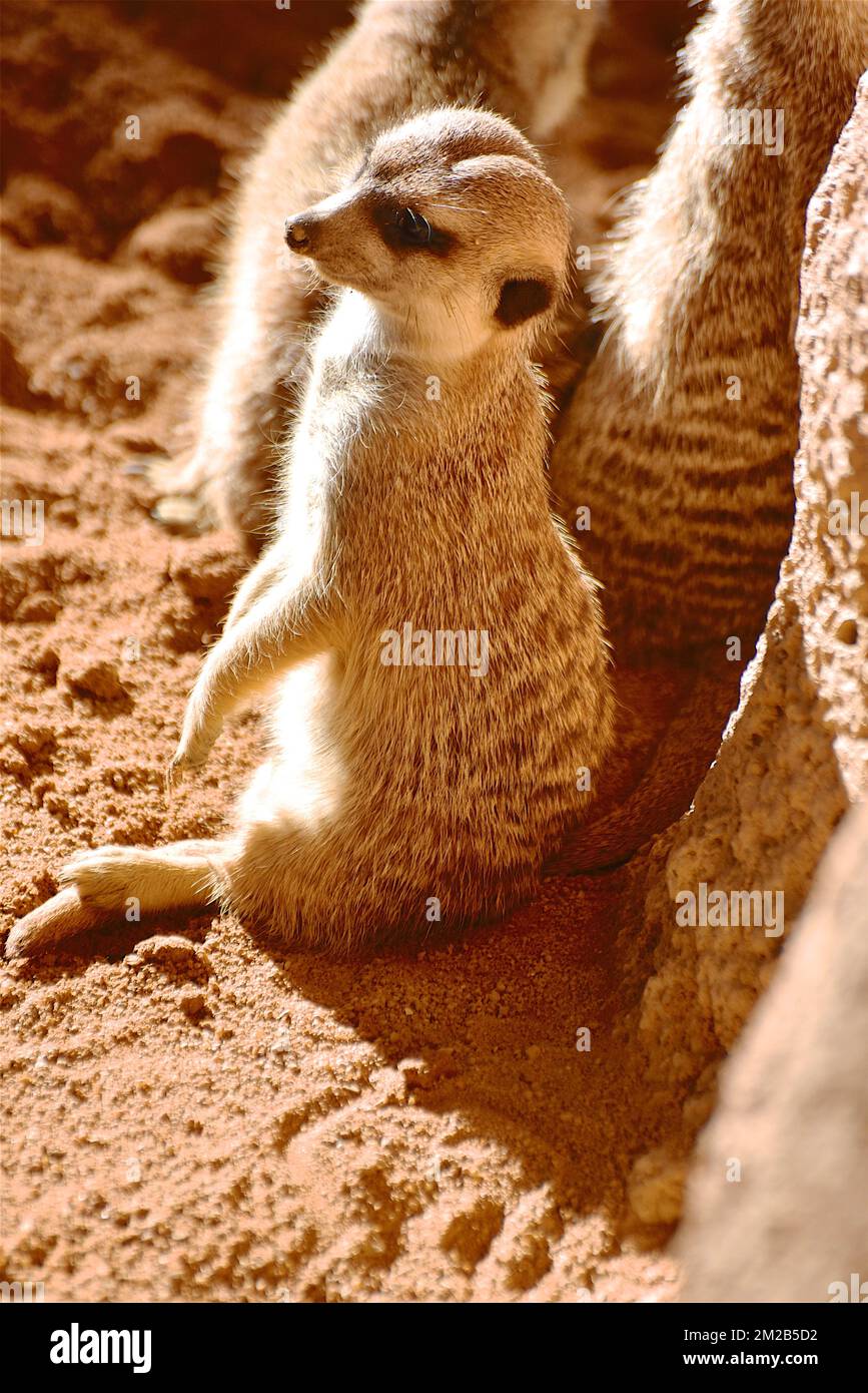 Suricate sentinels of the desert | Suricates sentinelles du désert 16 ...