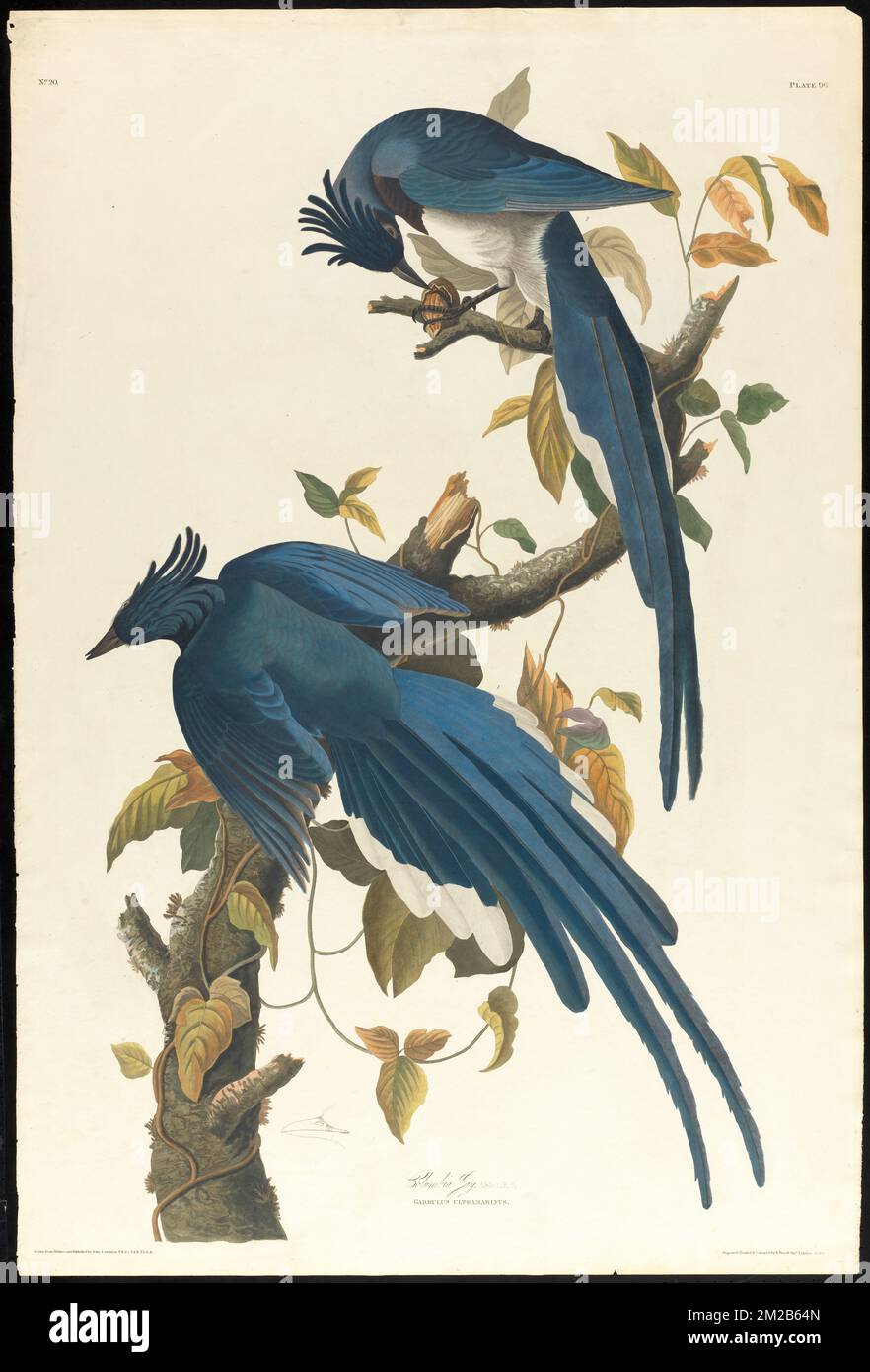 Columbia jay : Male, 1. F, 2. Garrulus ultramarinus. c.2 v.1 plate 96 ...