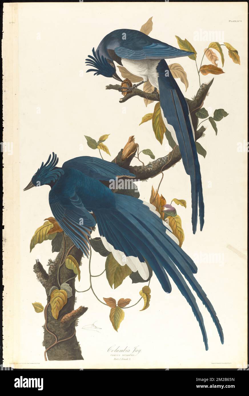 Columbia jay : Corvus bullockil. Male, 1. Female, 2. c.1 v.1 plate 96 ...