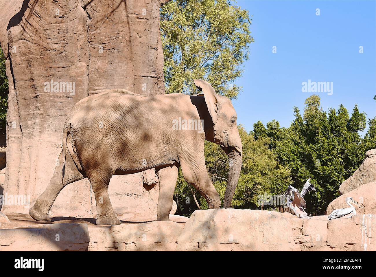 Elephant of the Biopark of Valencia | Eléphant de Biopark de Valence 16 ...